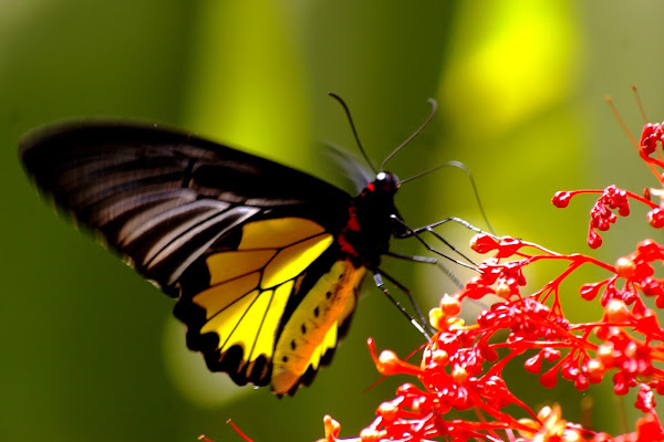 Southern Birdwing in flight | Project Noah