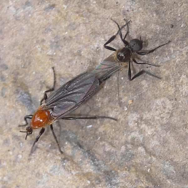 Bibionid flies (♀♂) | Project Noah