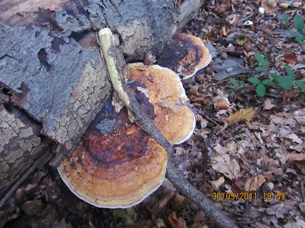 Red Banded Polypore - roodgerande houtzwam (dutch) | Project Noah