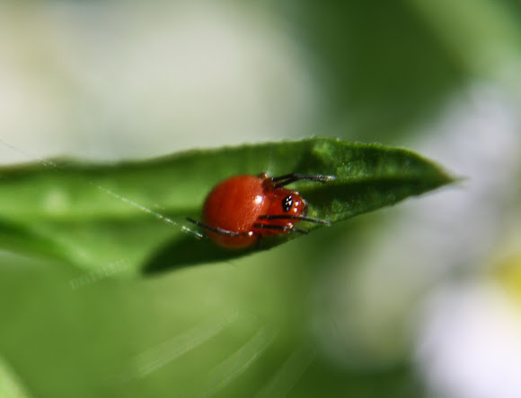 Red Orb Weaver | Project Noah