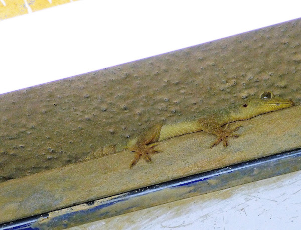 House Lizard | Project Noah