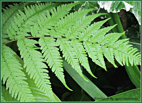 Common Male Fern | Project Noah