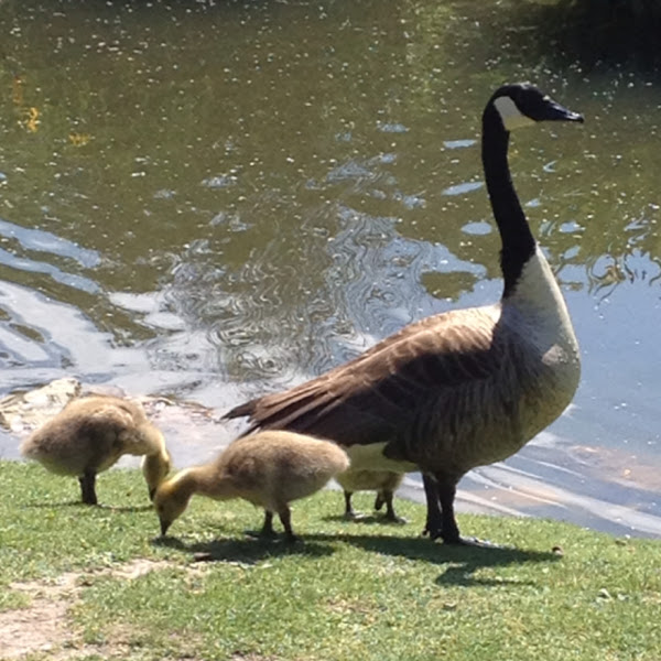 Canada goose | Project Noah