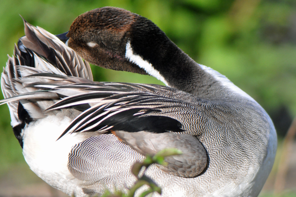 Northern Pintail (preening) | Project Noah