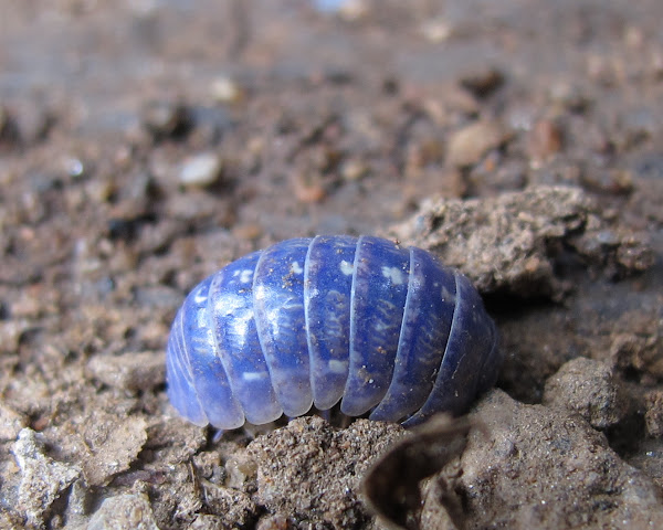 Woodlouse | Project Noah