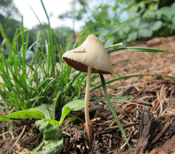 White Dunce Cap Mushroom | Project Noah