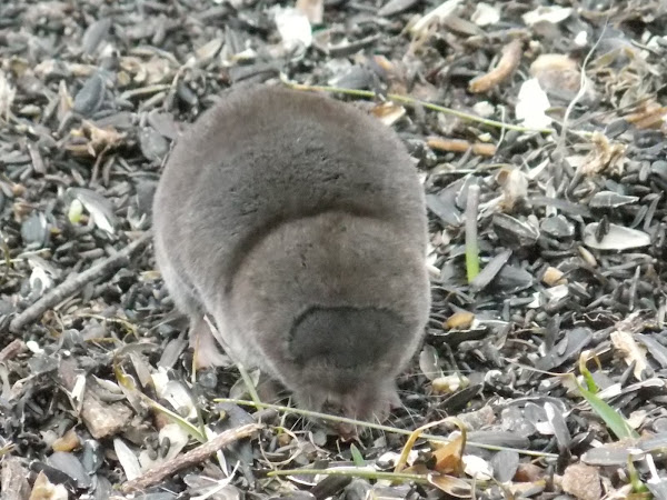 Woodland Vole | Project Noah
