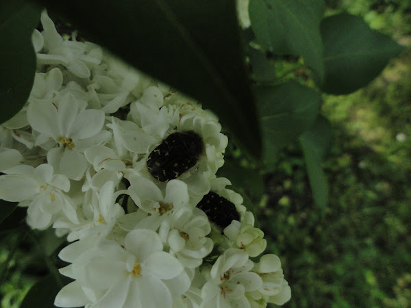 Apple blossom beetle (Rutava buba) | Project Noah