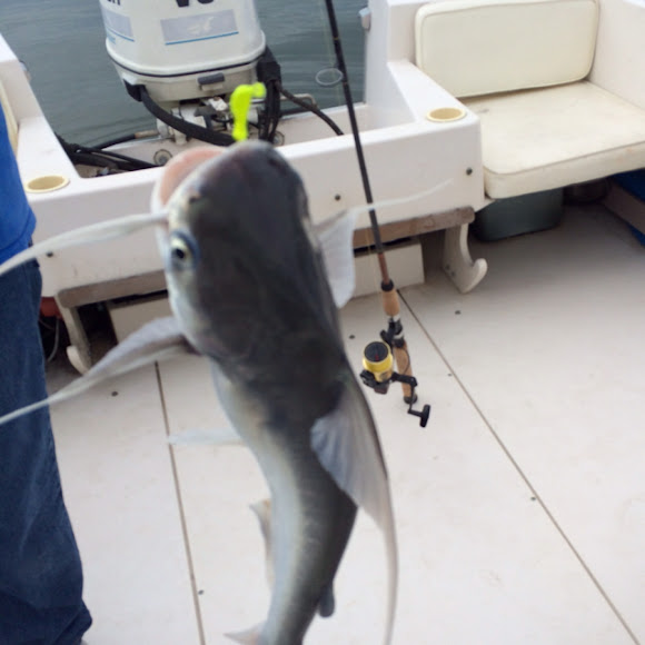 Gafftopsail Catfish | Project Noah