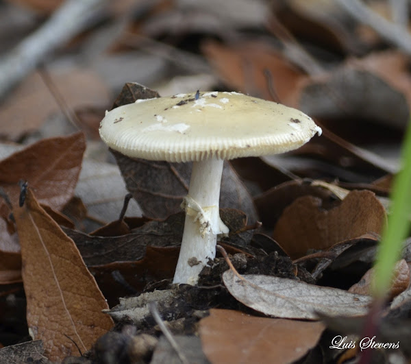 Anamita | Project Noah