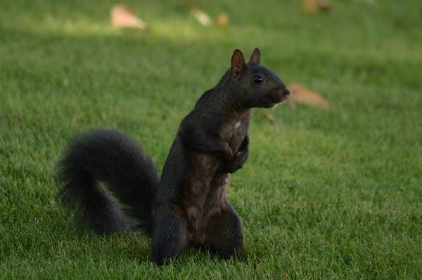 Eastern Grey Squirrel | Project Noah