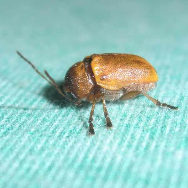 Case bearing leaf beetle | Project Noah