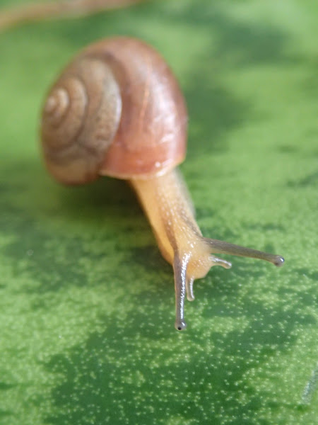 Snail | Project Noah