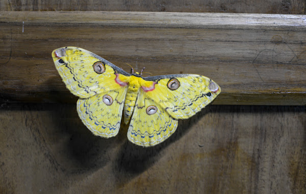 Golden Emperor moth | Project Noah