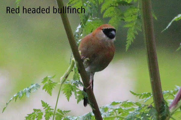 Red Headed Bullfinch | Project Noah
