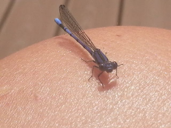 Variable Dancer | Project Noah