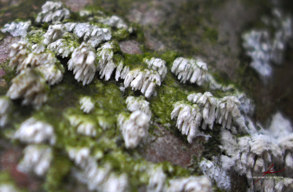 white decay fungus | Project Noah