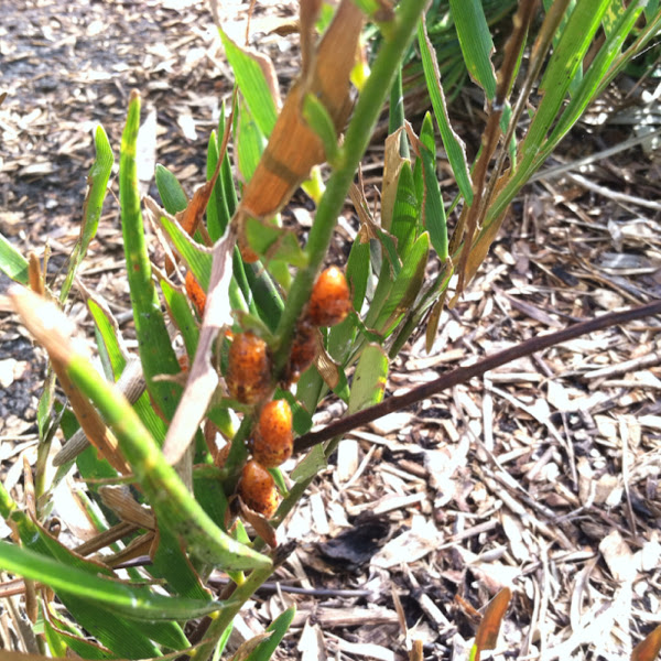 Atala butterfly larvae and pupae | Project Noah