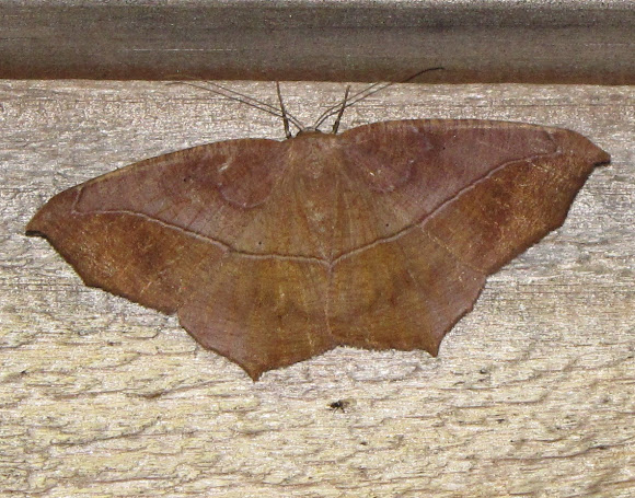 Large Maple Spanworm | Project Noah