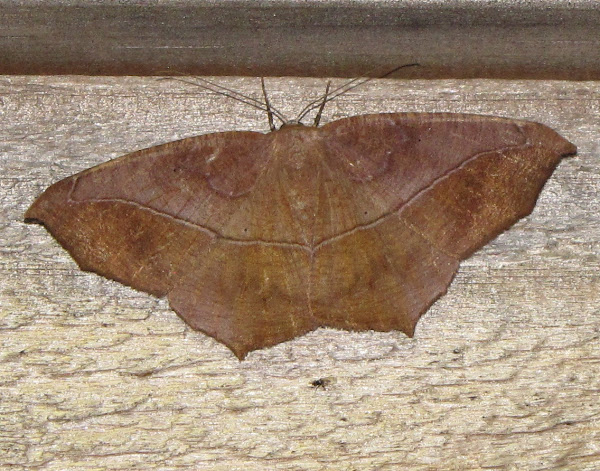 Large Maple Spanworm | Project Noah