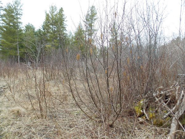 Smooth Alder | Project Noah