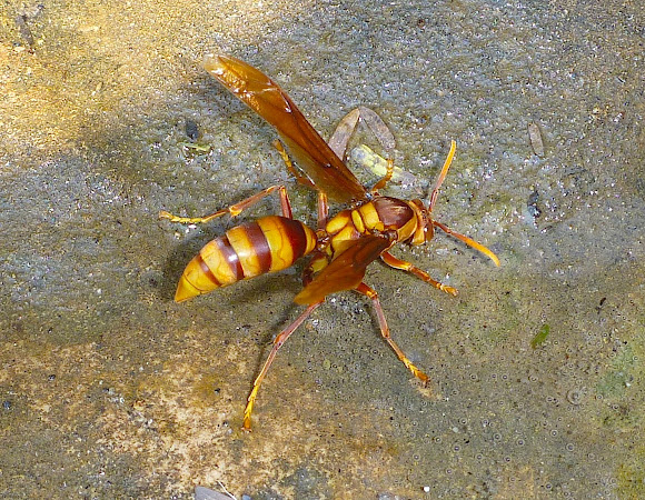 Paper Wasp | Project Noah