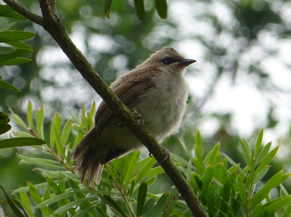 Juvenile Yellow-Vented Bulbul | Project Noah