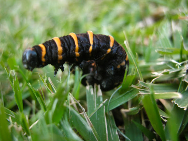 Spotting | Project Noah