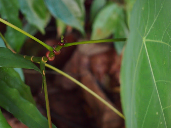 Common mahang | Project Noah