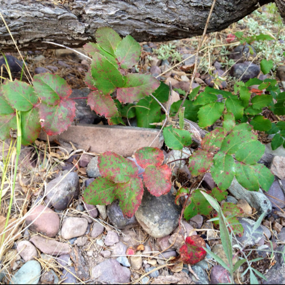 Creeping Oregon Grape | Project Noah
