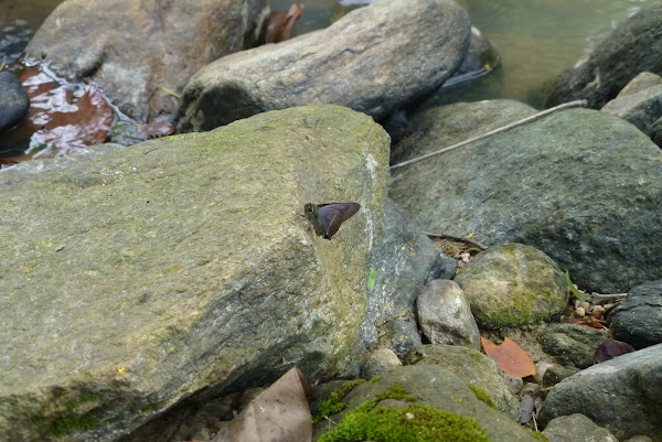 White Banded Awl | Project Noah