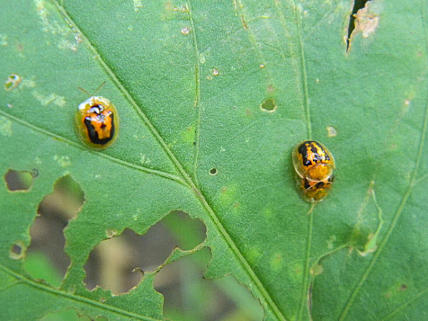tortoise shell beetles | Project Noah