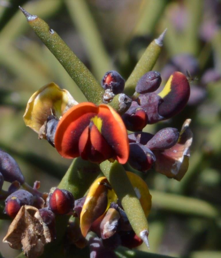 Spiny bitter pea | Project Noah