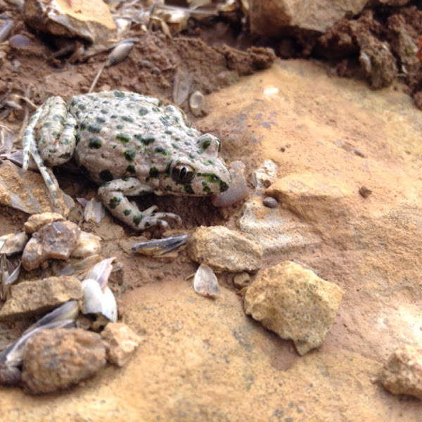 Crapaud persillé Common parsley frog | Project Noah