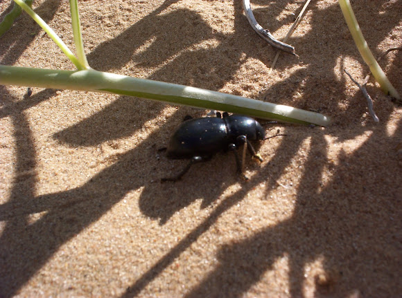 darkling beetle | Project Noah