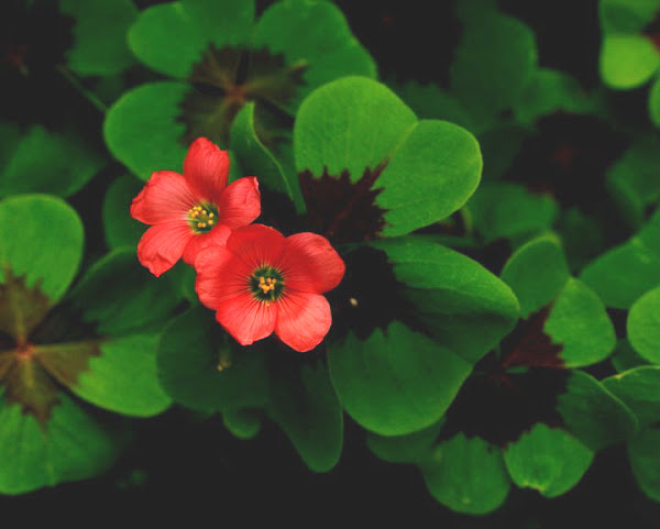 lucky clover or iron cross | Project Noah