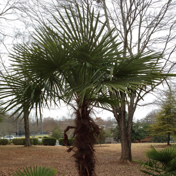 Palm Tree | Project Noah