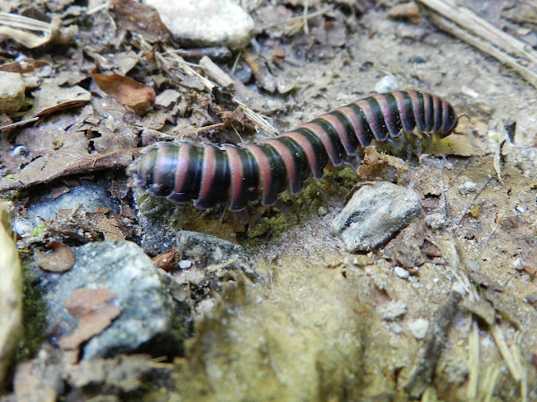 North American Millipede | Project Noah