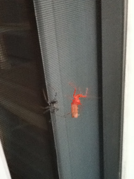 Wheel Bug | Project Noah