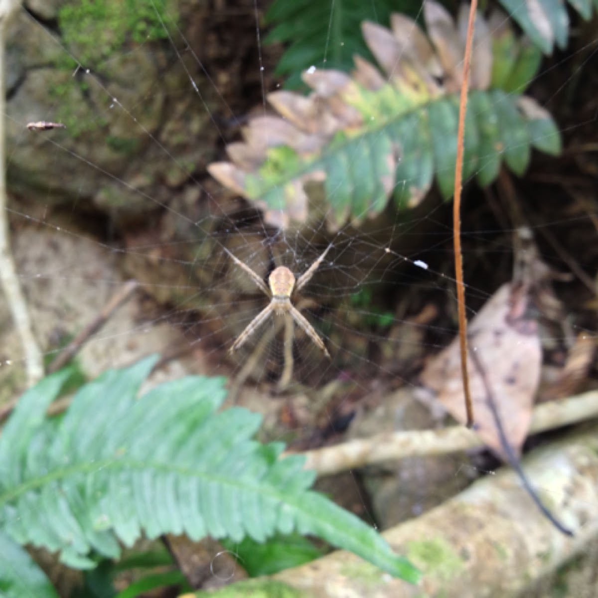 Spider | Project Noah