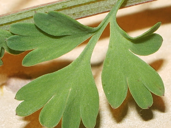 Wall Fumitory | Project Noah