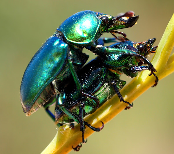 Golden Green Stag Beetle | Project Noah