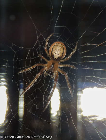 Missing sector orb weaver spider | Project Noah