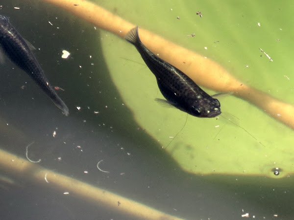 Mosquito fish | Project Noah