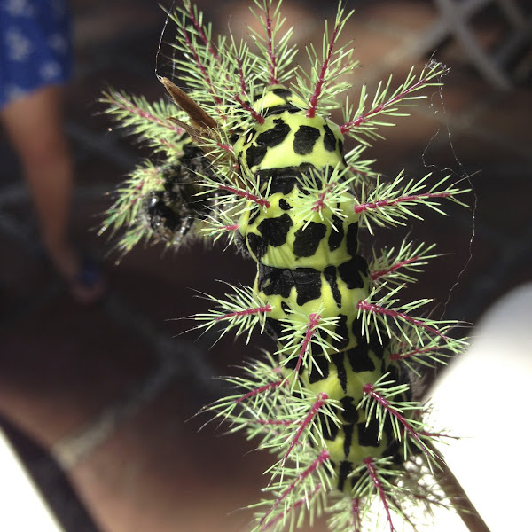 Automeris Caterpillar | Project Noah