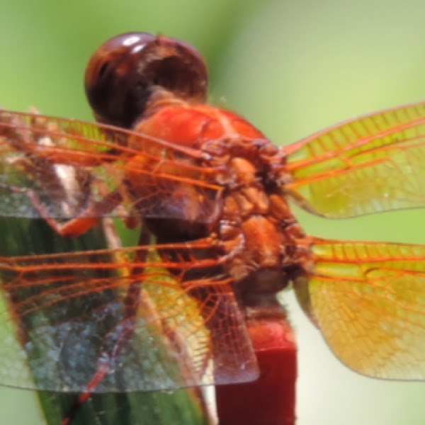 Neon Skimmer | Project Noah