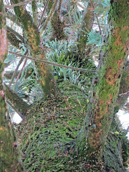 Rock Felt Fern | Project Noah