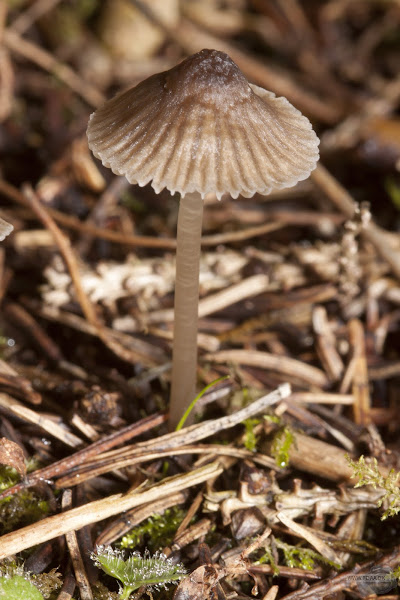 Mycena species | Project Noah