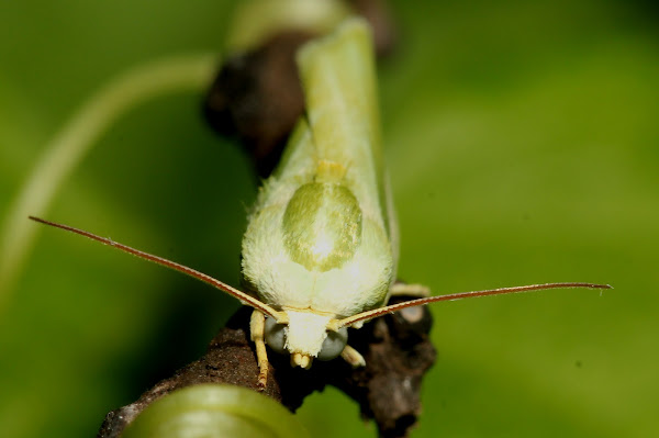 Spotted Bollworm | Project Noah