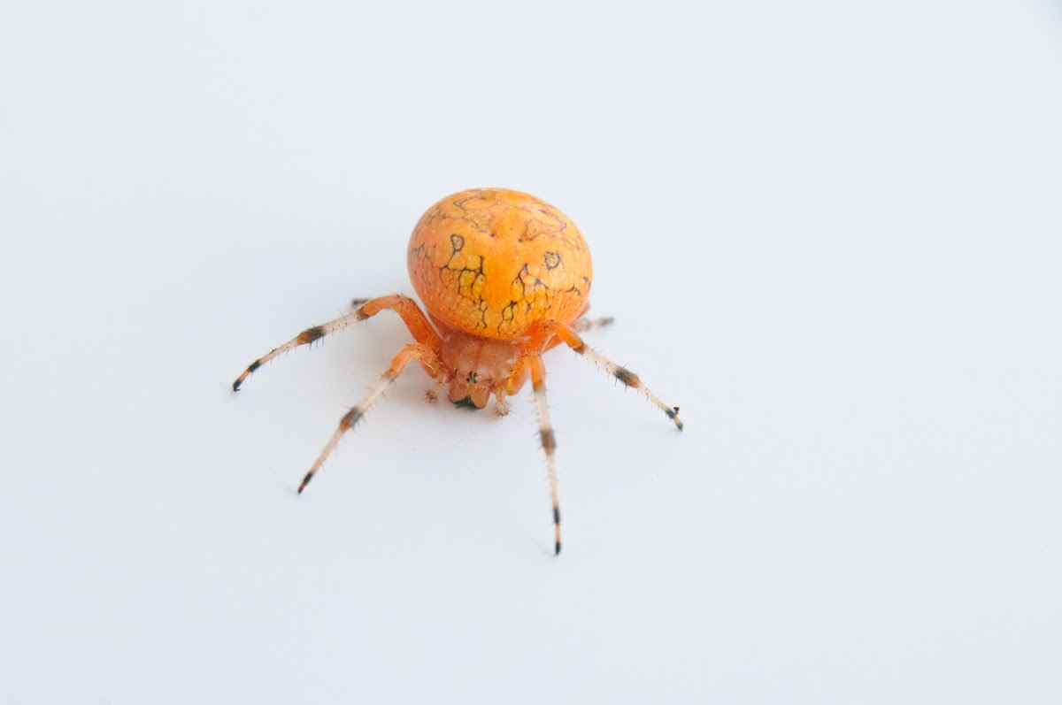 Marbled Orb Weaver | Project Noah